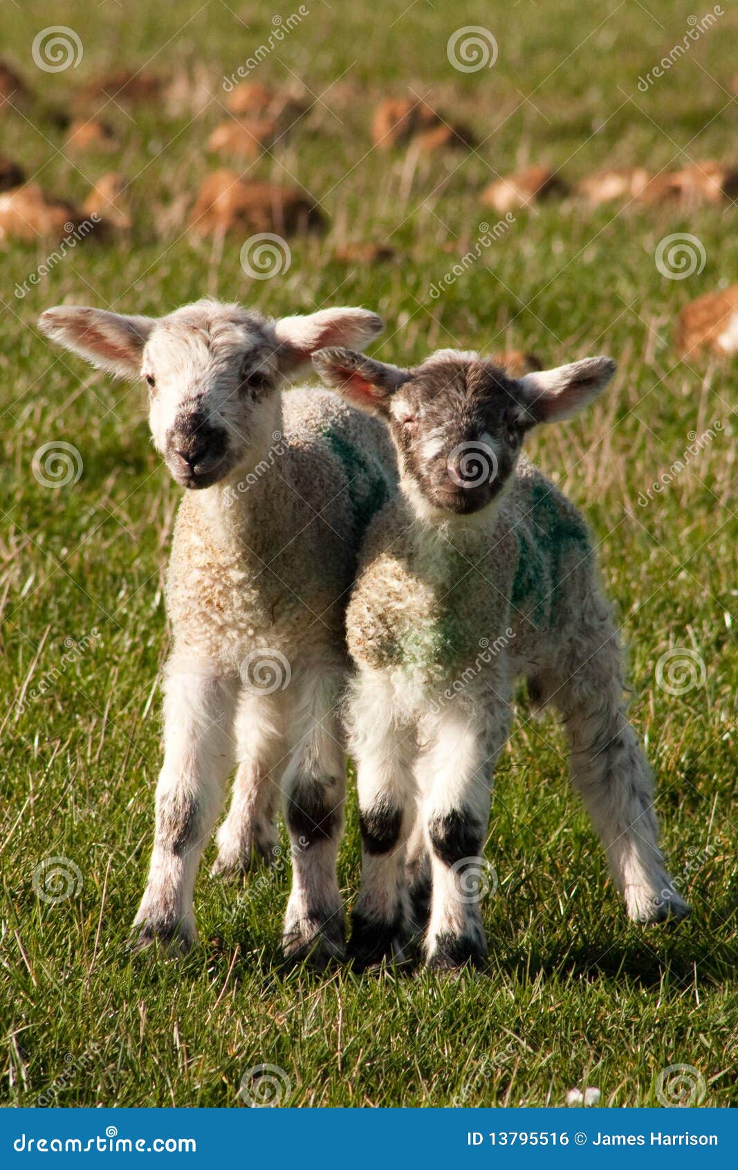 Spring Lambs in a Filed stock photo. Image of england - 13795516