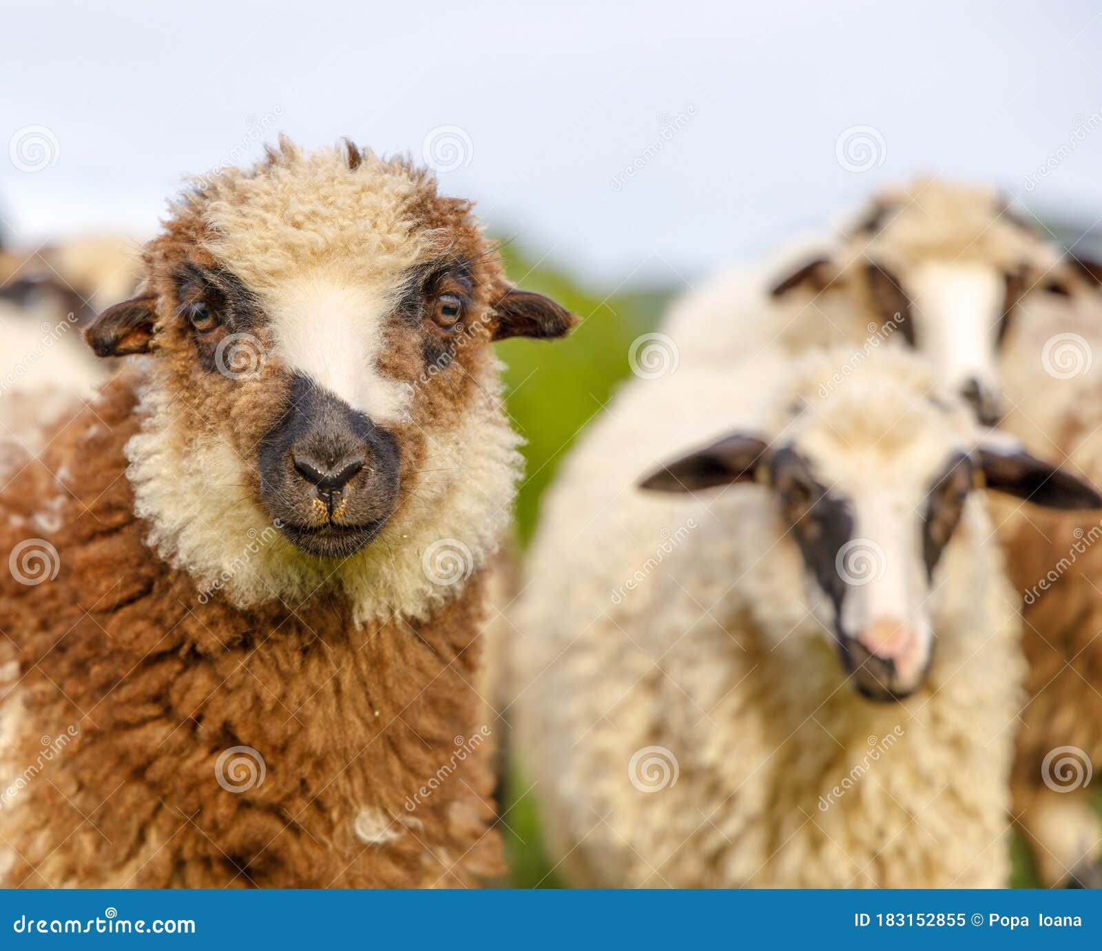 Spring Lambs Grazing on Field. Beautiful Rural Landscape Stock Image ...