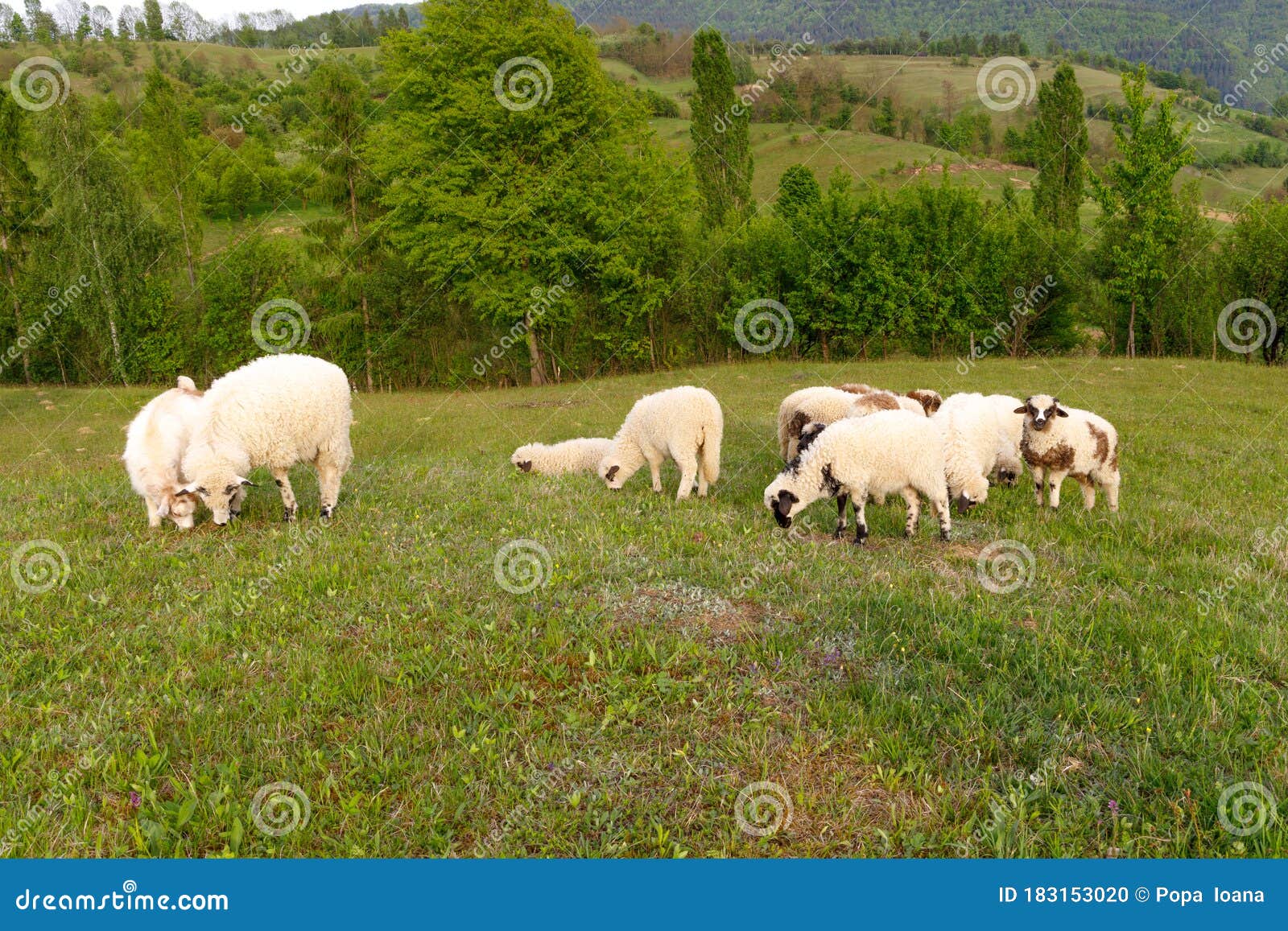 Spring Lambs Grazing on Field. Beautiful Rural Landscape Stock Photo ...