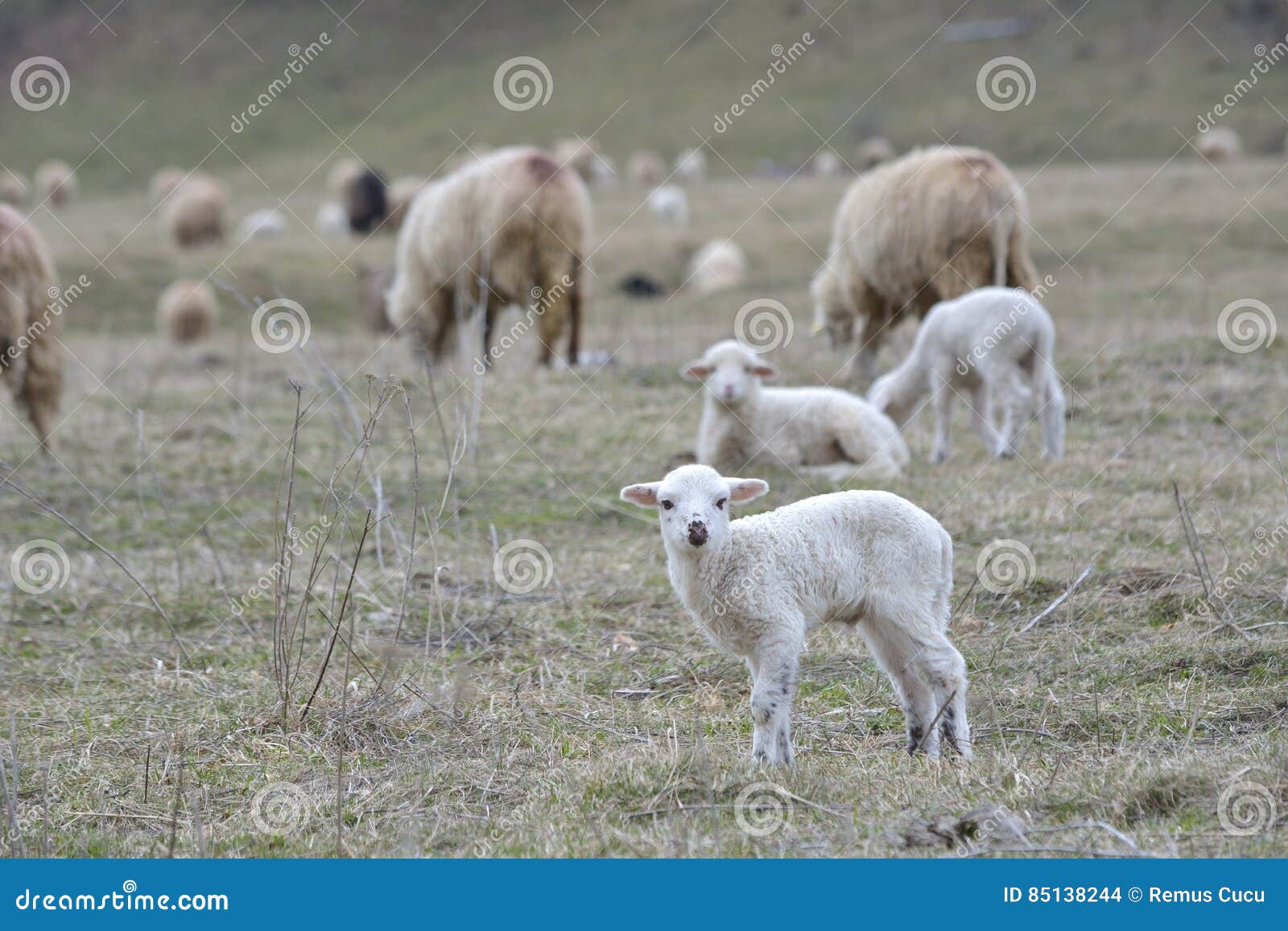 Spring Lambs stock photo. Image of agriculture, green - 85138244