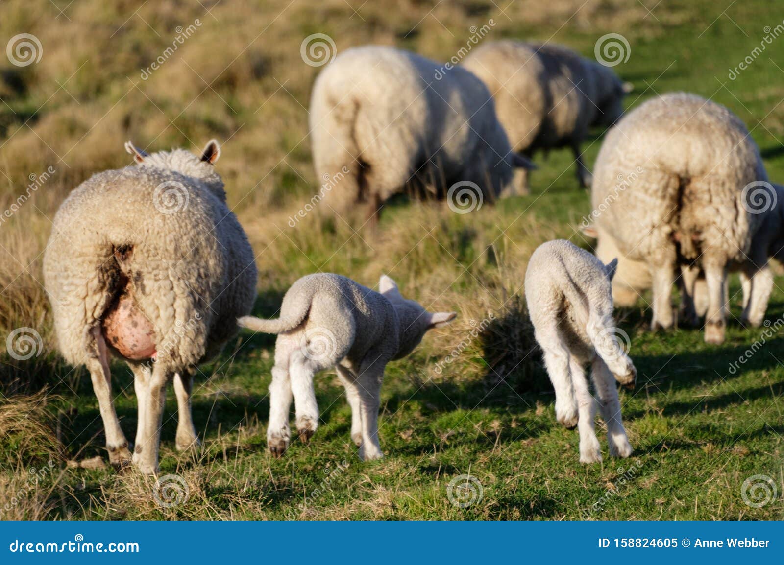 Two Lambs Jumping for Joy in a Paddock of Sheep Stock Image - Image of ...