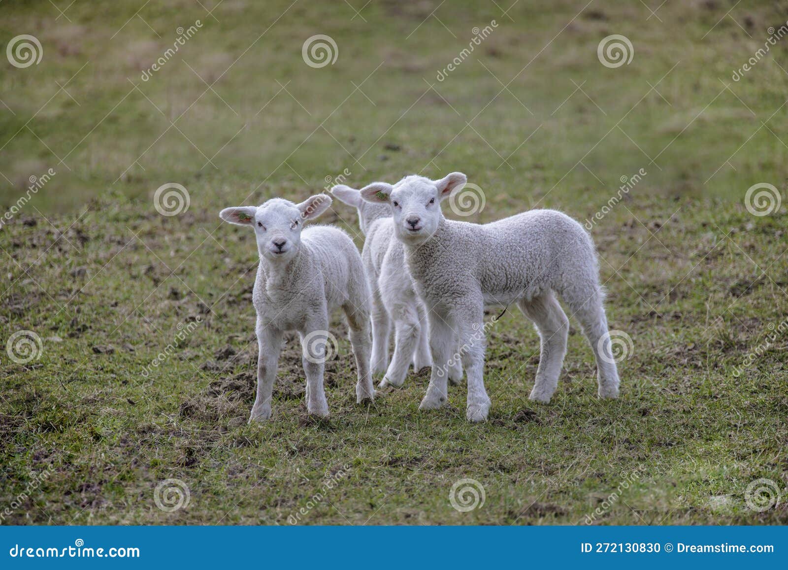 Spring Lambs. New Born Lambs at the Farm Stock Photo - Image of green ...