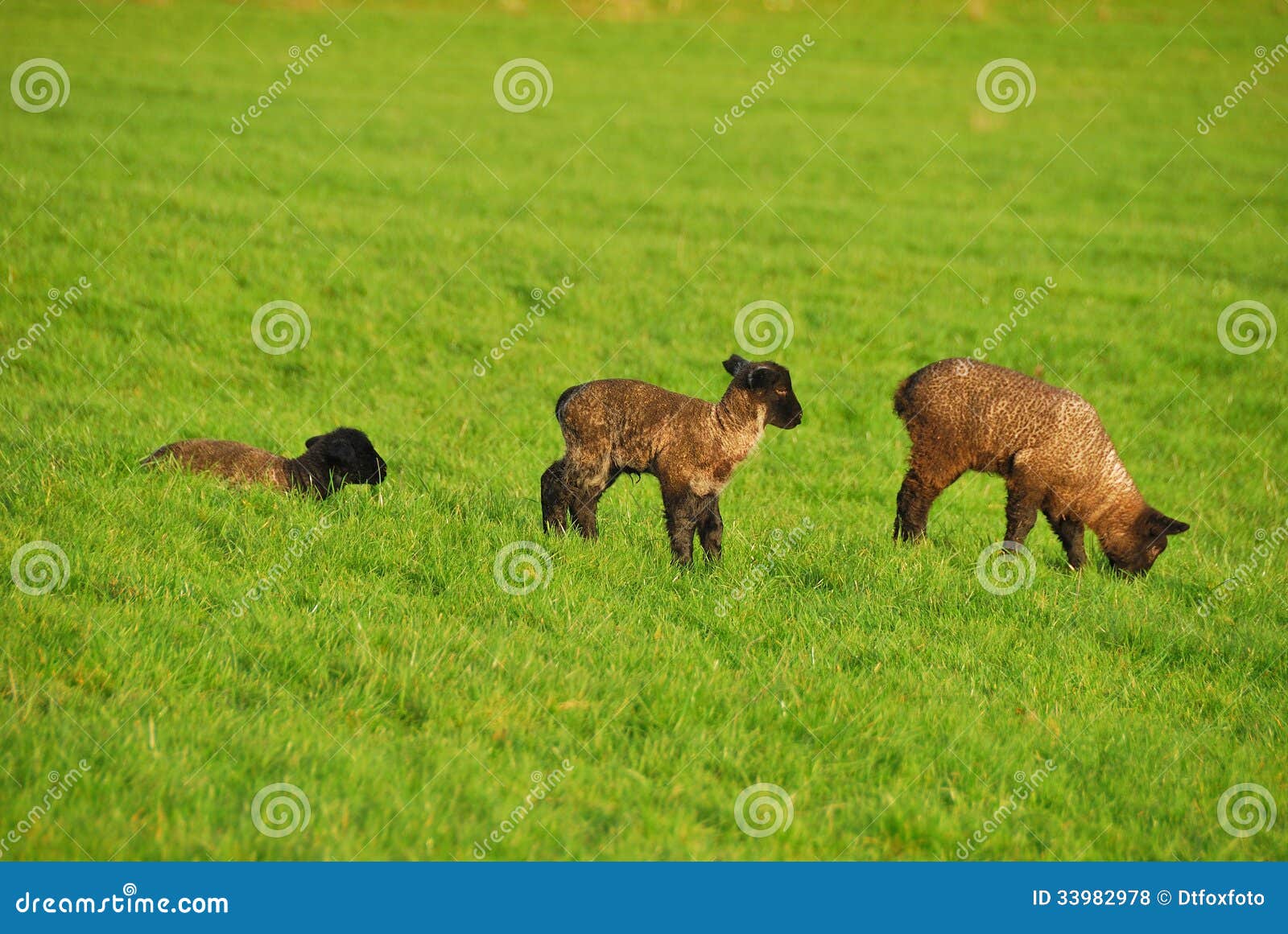 Spring Lambs stock photo. Image of grazing, meadow, farming - 33982978