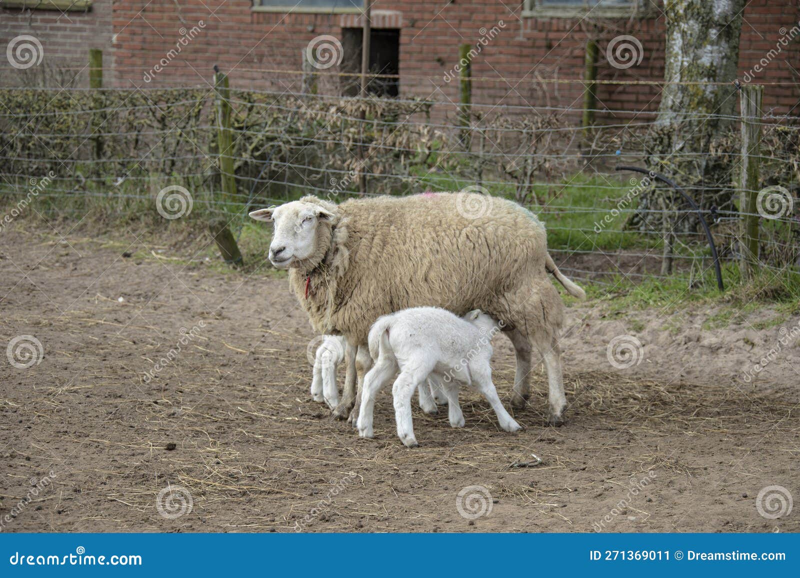 Spring Lambs. Sheep in Field with Its New Born Lambs Stock Image ...