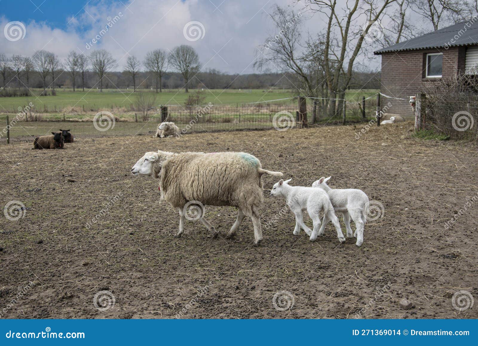 Spring Lambs. Sheep in Field with Its New Born Lambs Stock Photo ...