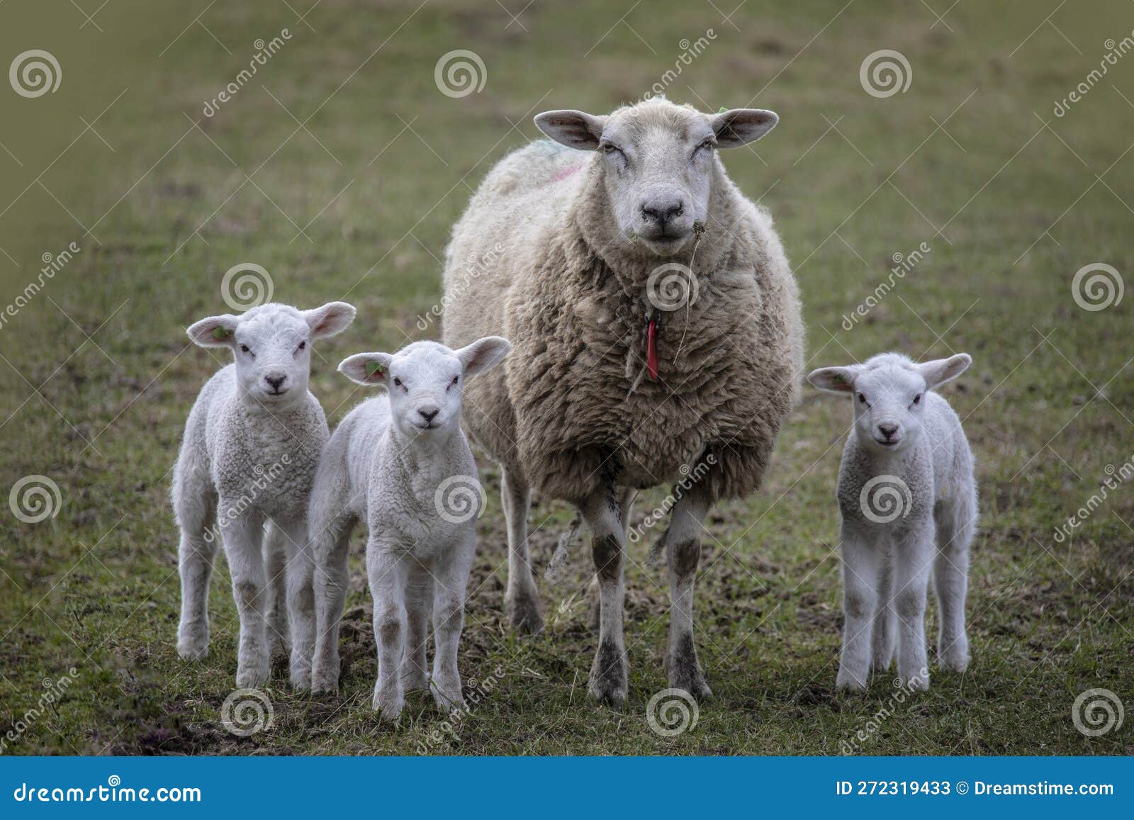 Spring Lambs. Sheep in Field with Its N Stock Image - Image of spring ...