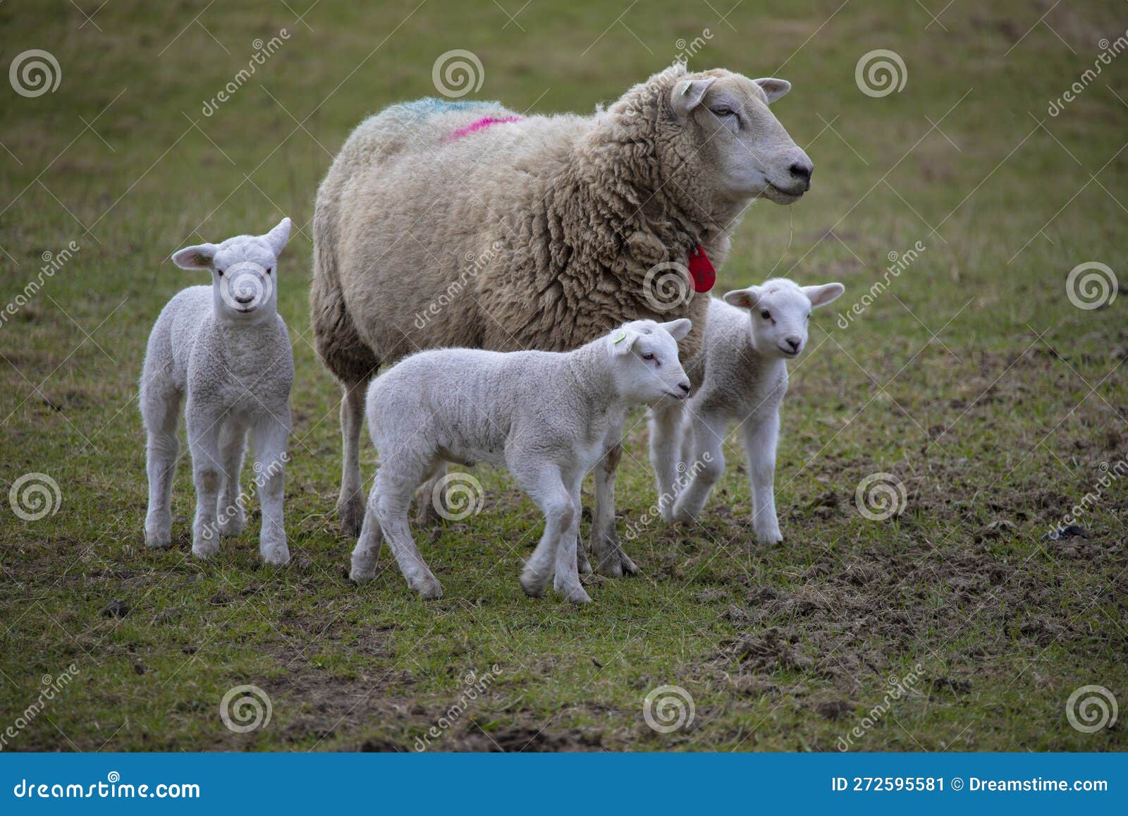 Spring Lambs. Sheep in Field with Its Newborn Lambs Stock Image - Image ...