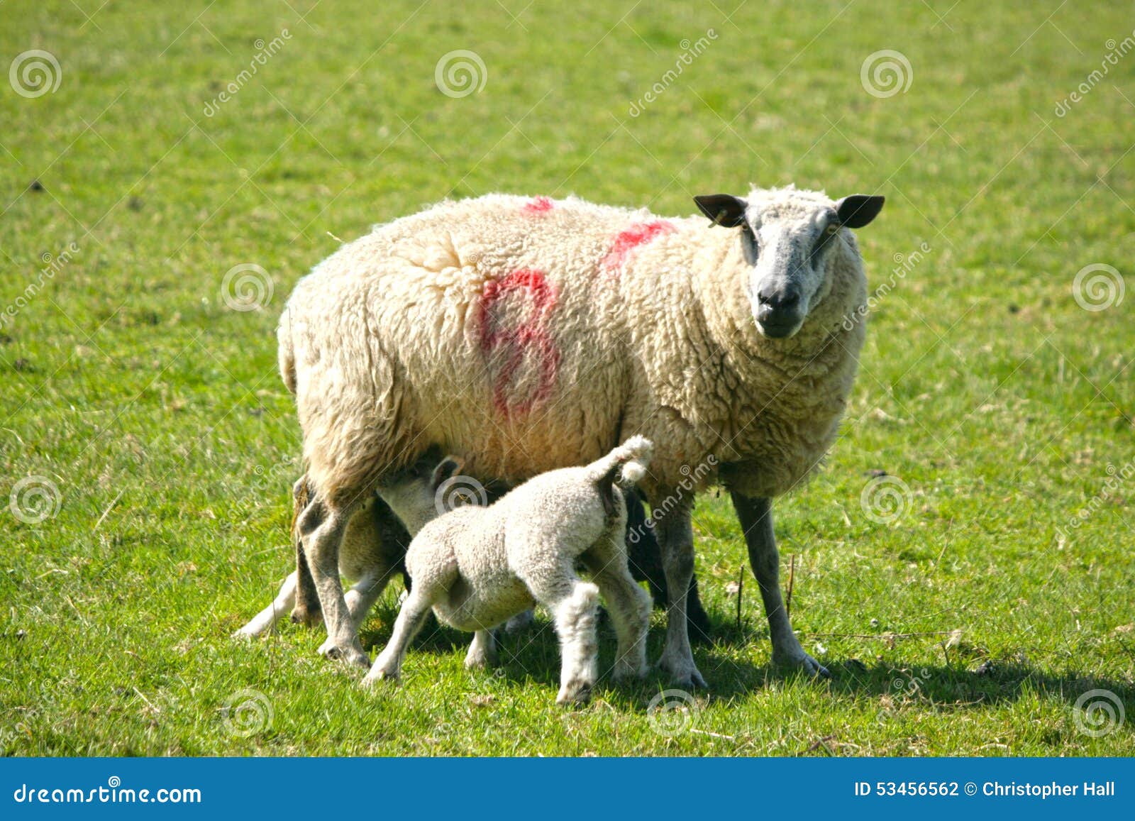 Spring Lambs with Their Mum Stock Photo - Image of countryside ...