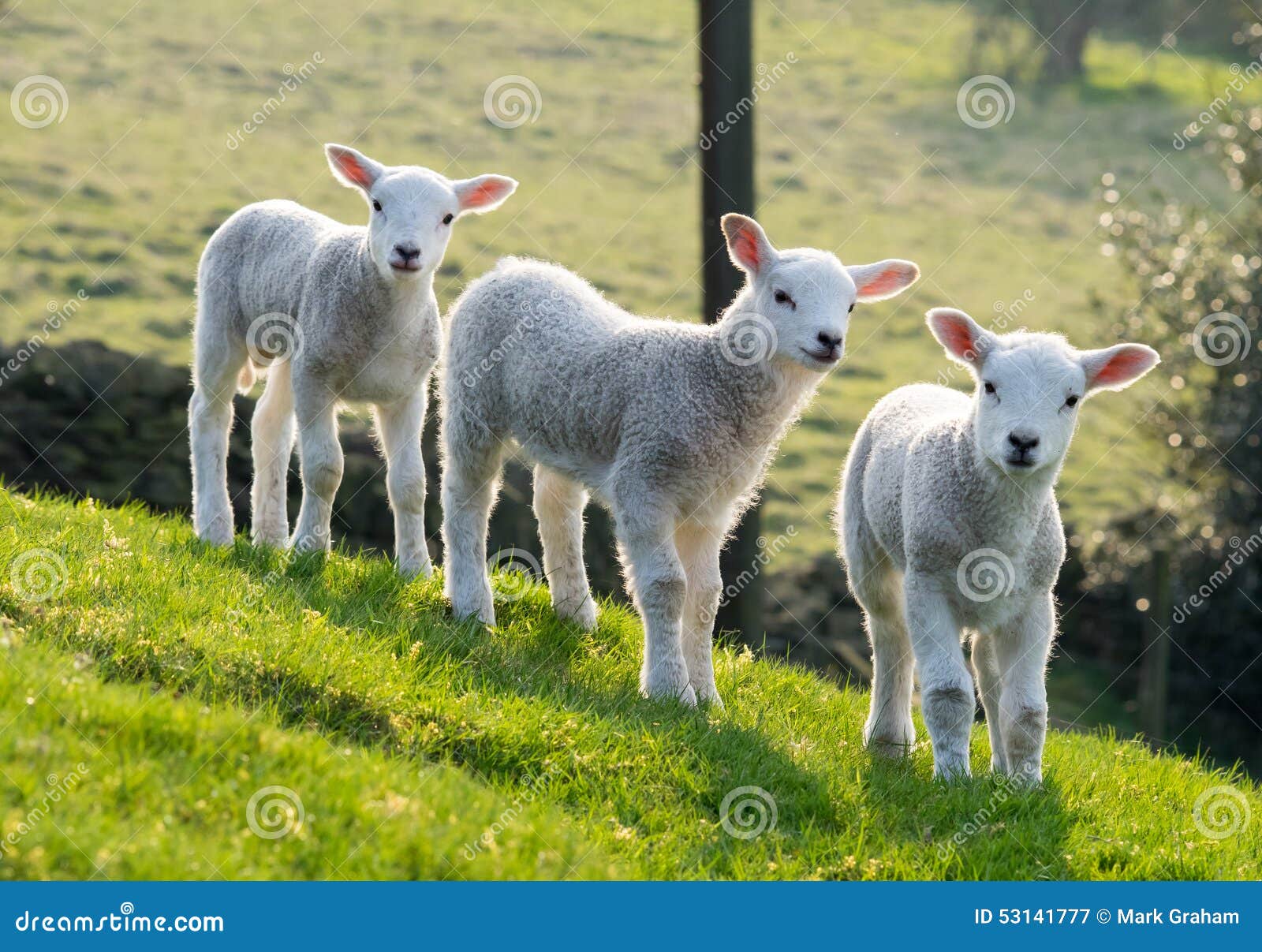 Spring lambs stock image. Image of backlit, born, lost - 53141777