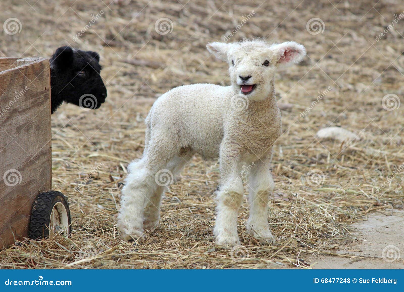 Spring Lambs stock photo. Image of sheep, fleece, baby - 68477248