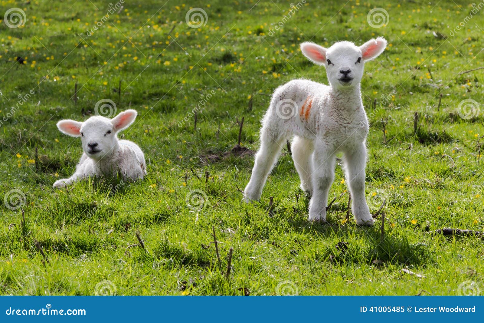 Spring lambs stock image. Image of farmland, spring, environment - 41005485