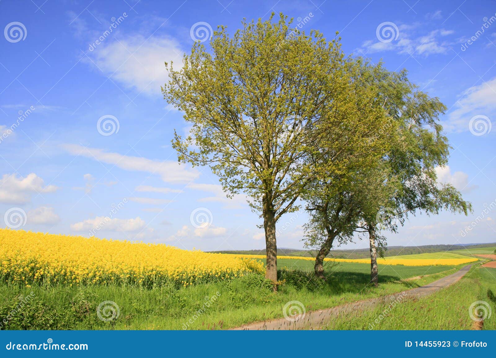 Spring landscape stock image. Image of leaves, farming - 14455923