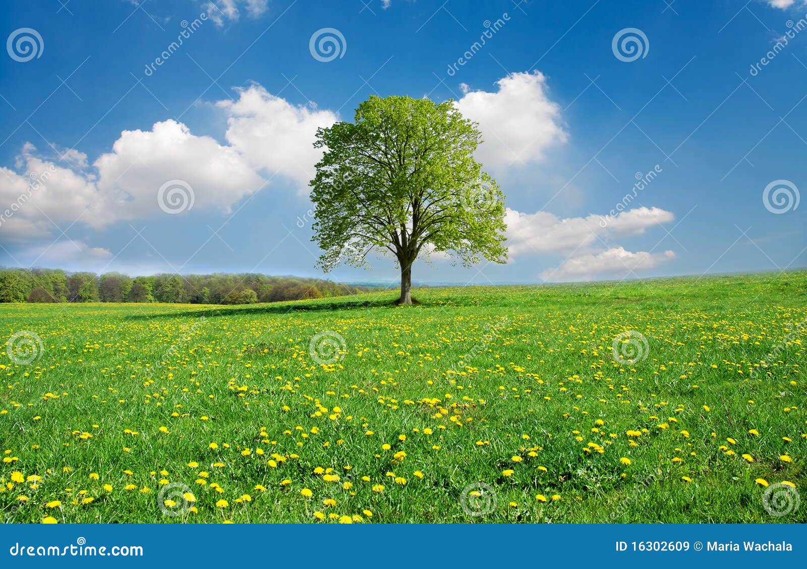 Spring landscape stock image. Image of cloudy, blue, grassland - 16302609