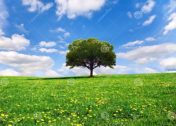 Spring landscape stock image. Image of beauty, grass - 17703143