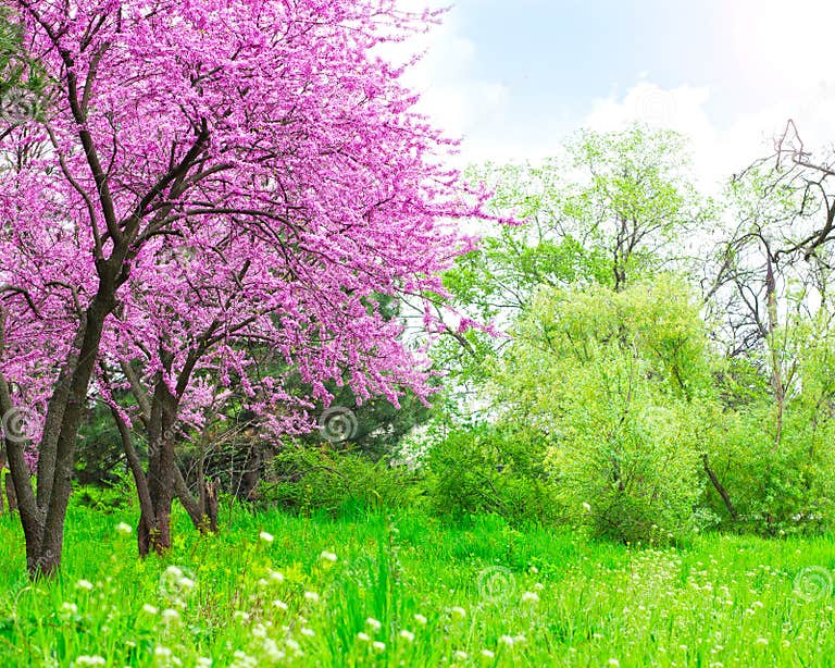 Spring landscape stock image. Image of natural, grass - 19423913