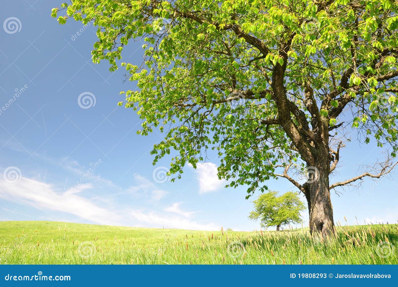 Spring landscape stock image. Image of nature, morning - 19808293