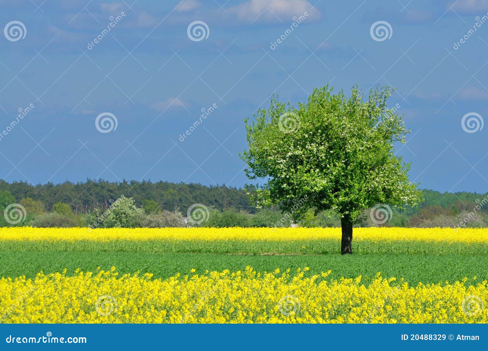 Spring Landscape stock image. Image of tree, rural, flowers - 20488329