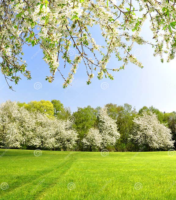 Spring landscape stock image. Image of nature, meadow - 22540125