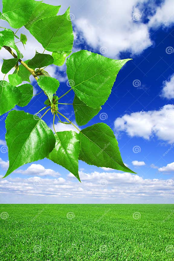 Spring landscape stock image. Image of colza, idyll, paradise - 2401663