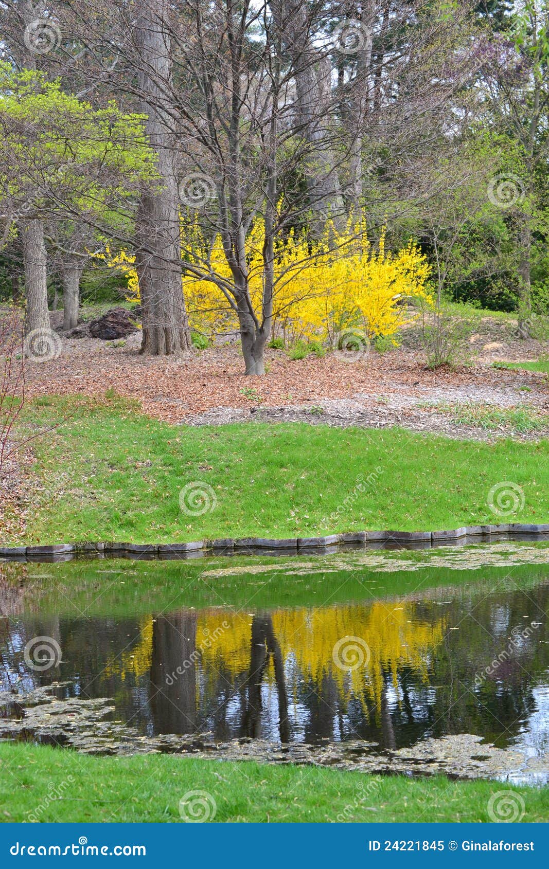 Spring landscape stock image. Image of trees, plants - 24221845