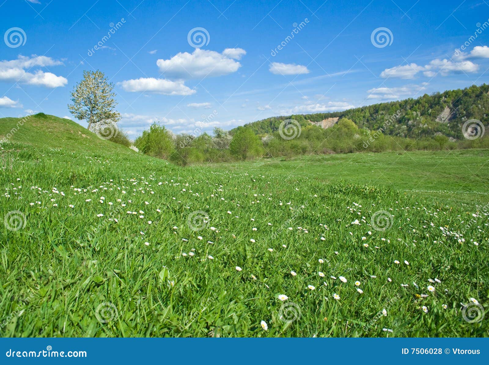 Spring landscape stock photo. Image of clear, blue, daisy - 7506028