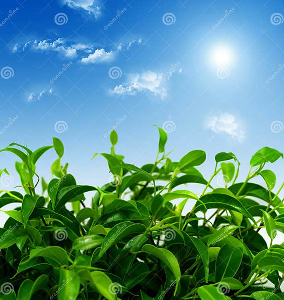 Spring landscape stock image. Image of view, colorful - 7645715