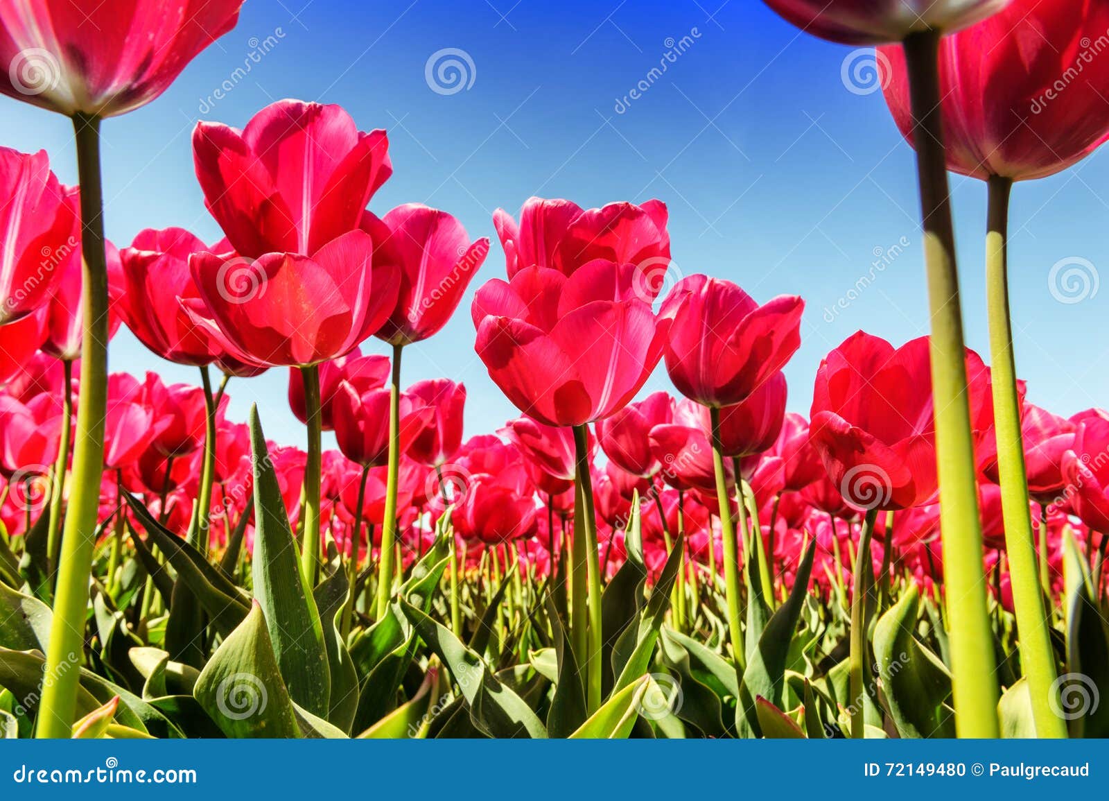 Spring Landscape with Beautiful Pink Tulips Stock Photo - Image of leaf ...