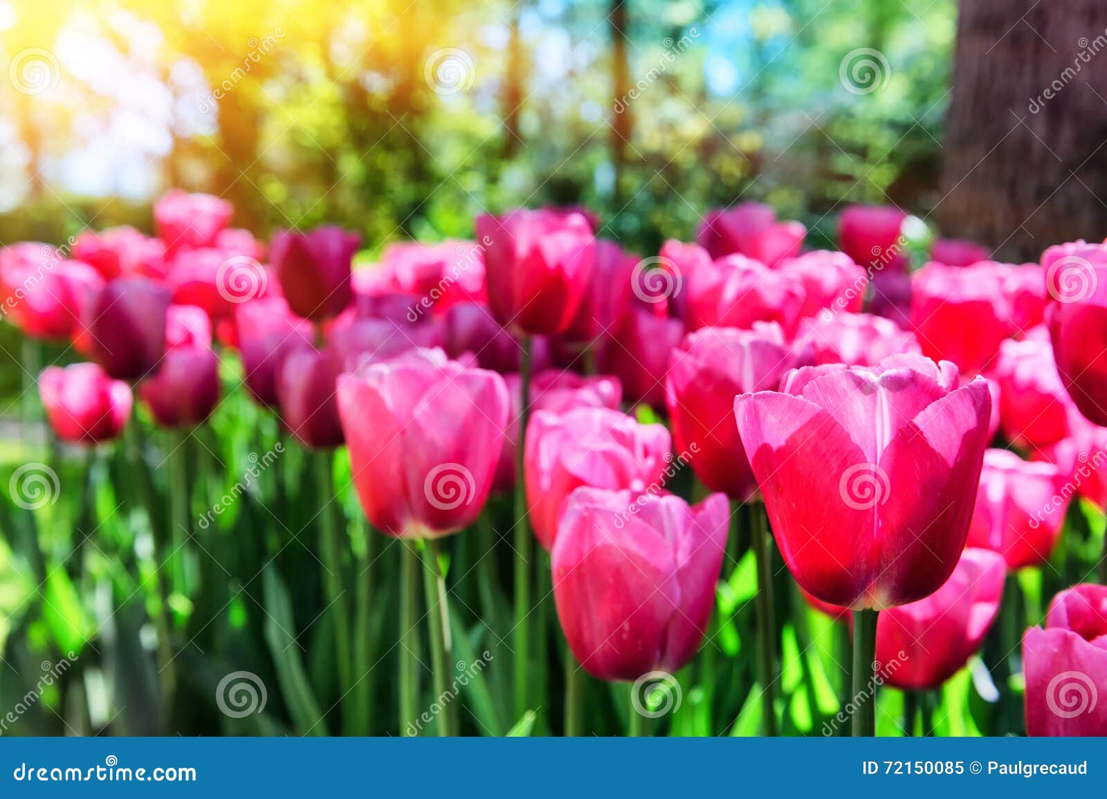 Spring Landscape with Beautiful Pink Tulips Stock Image - Image of ...
