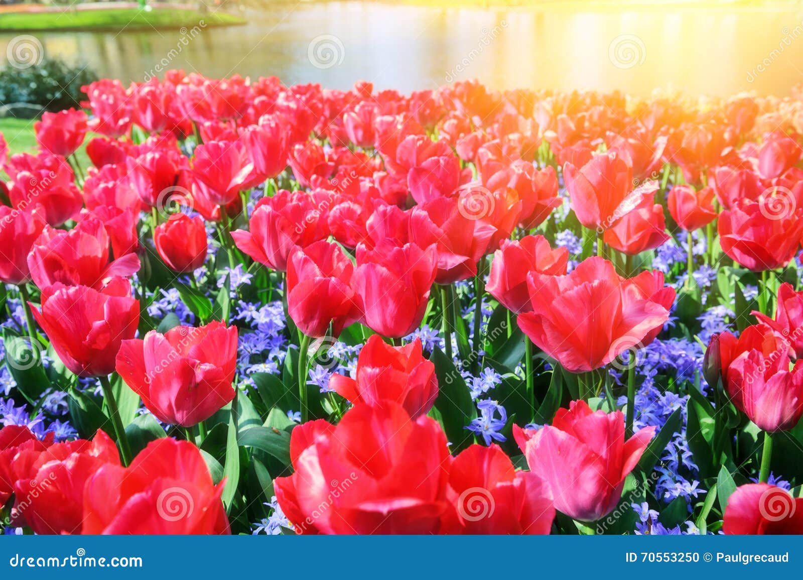 Spring Landscape with Beautiful Red Tulips Stock Photo - Image of close ...