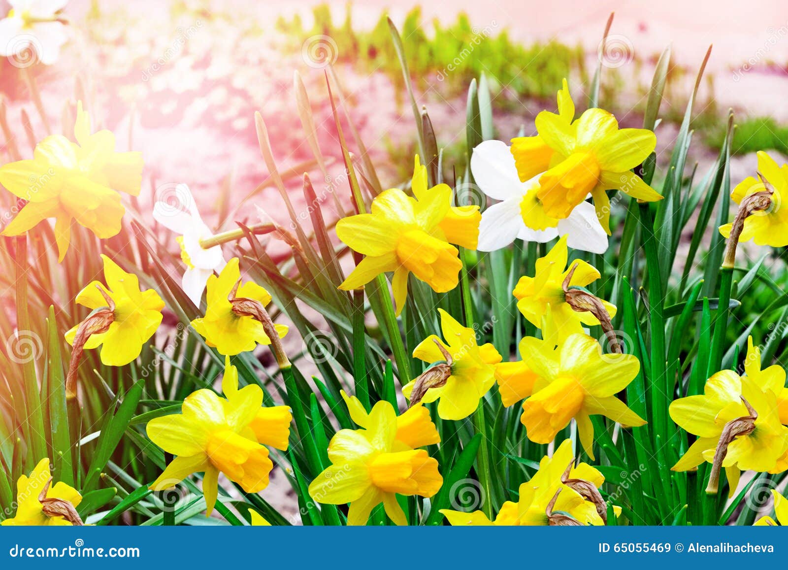 Spring Landscape. Beautiful Spring Flowers Daffodils Stock Image ...
