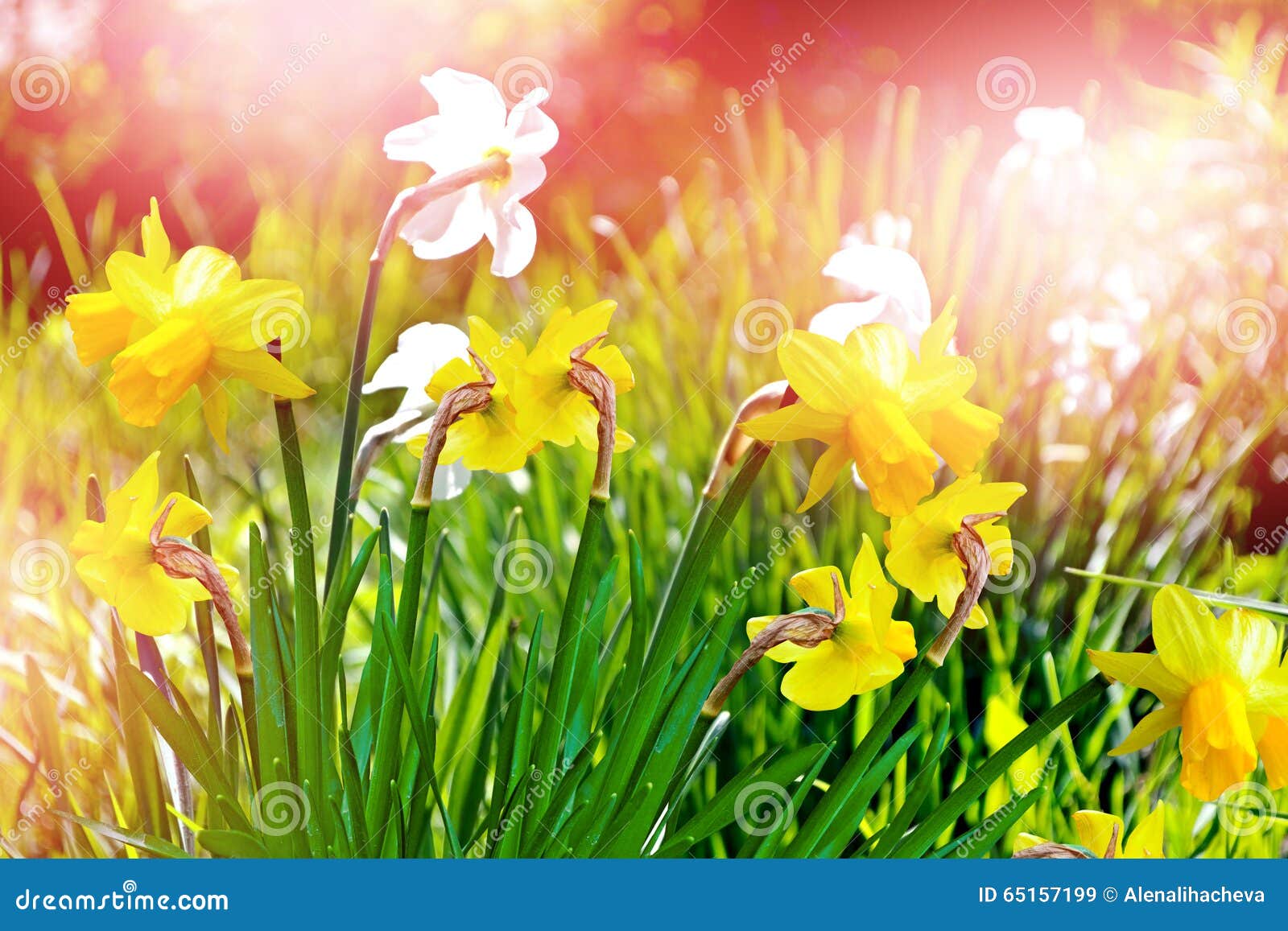 Spring Landscape. Beautiful Spring Flowers Daffodils Stock Image ...