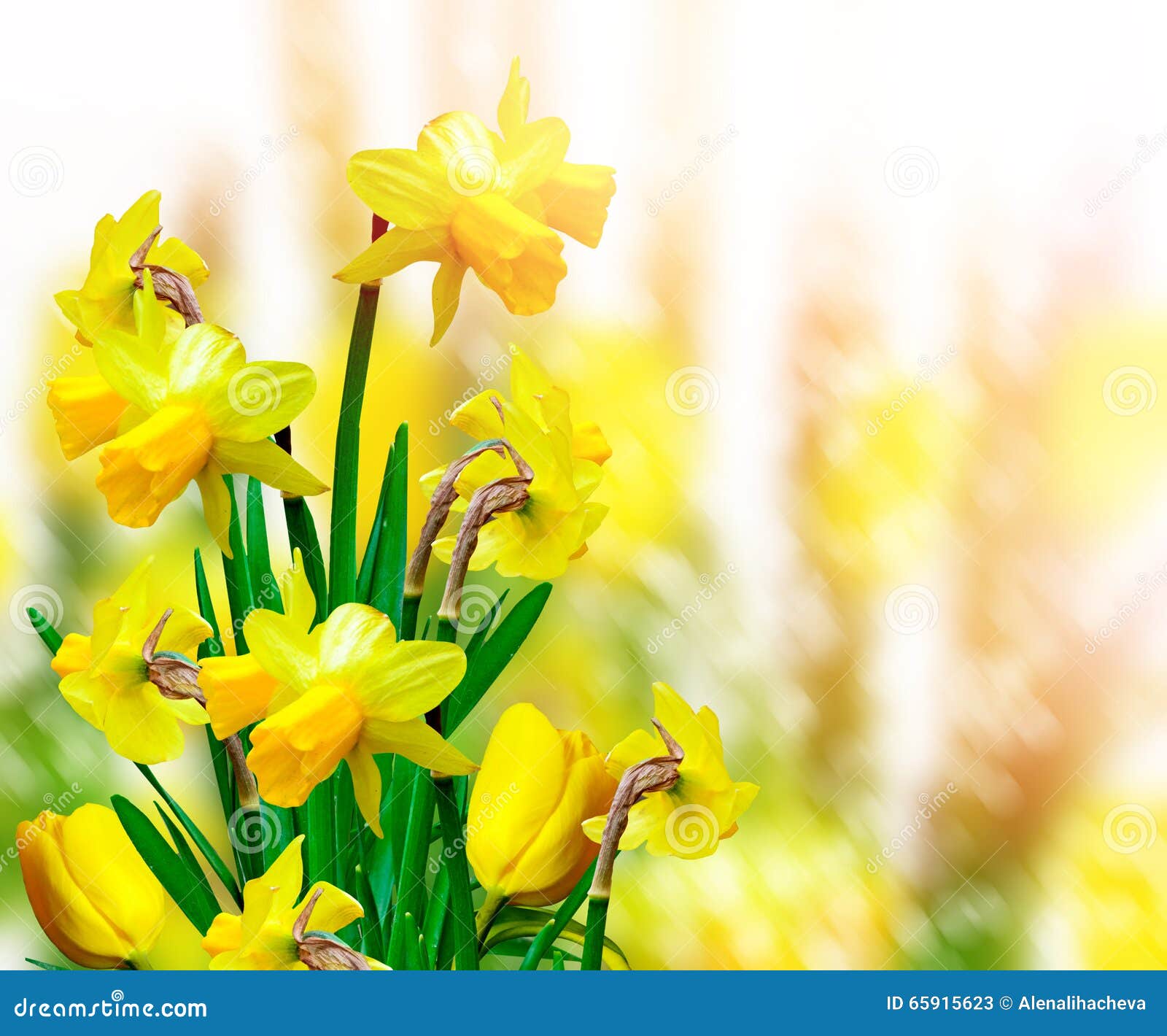 Spring Landscape. Beautiful Spring Flowers Daffodils Stock Image ...
