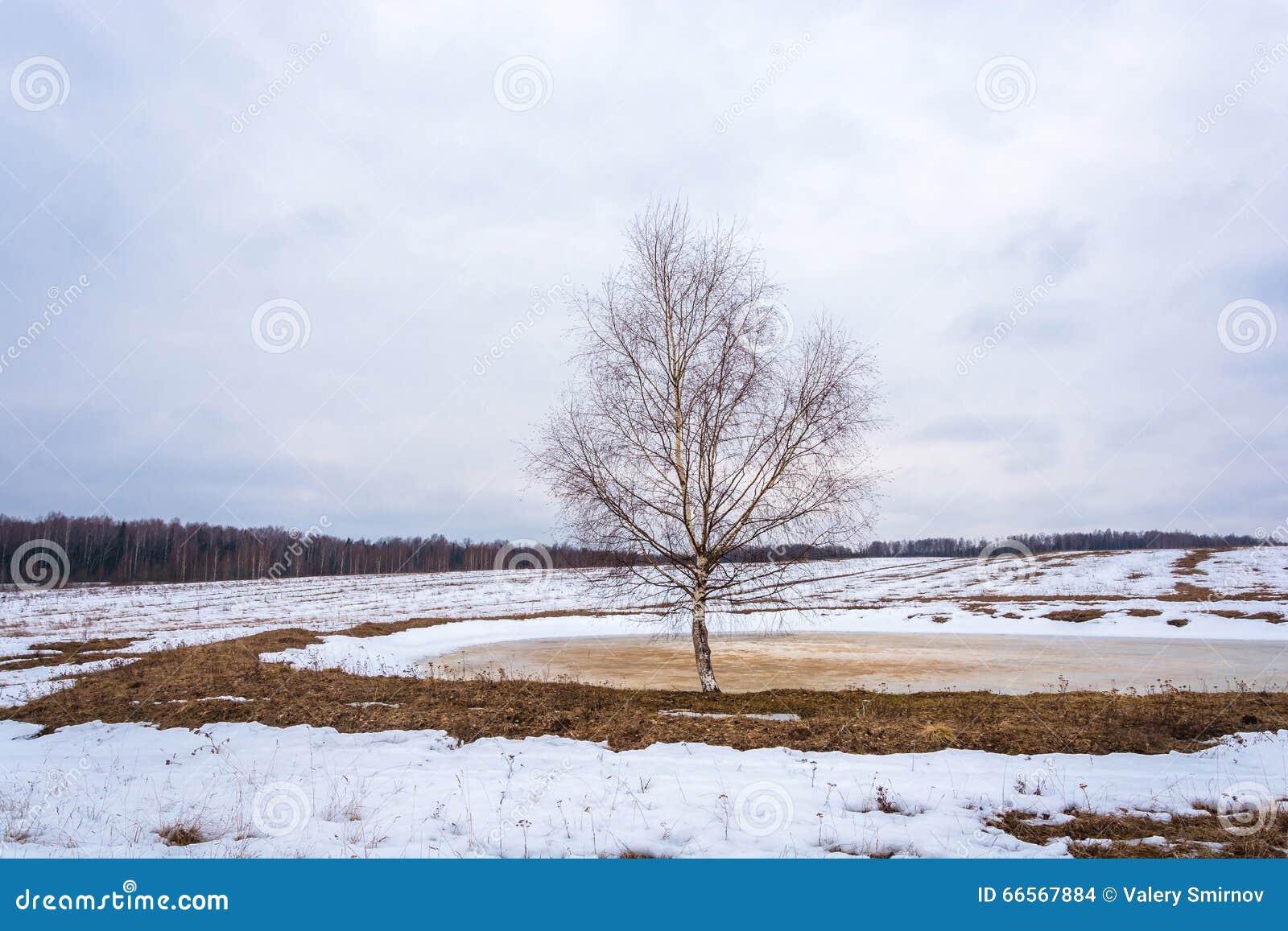 Spring Landscape with Birch Trees. Stock Photo - Image of environment ...