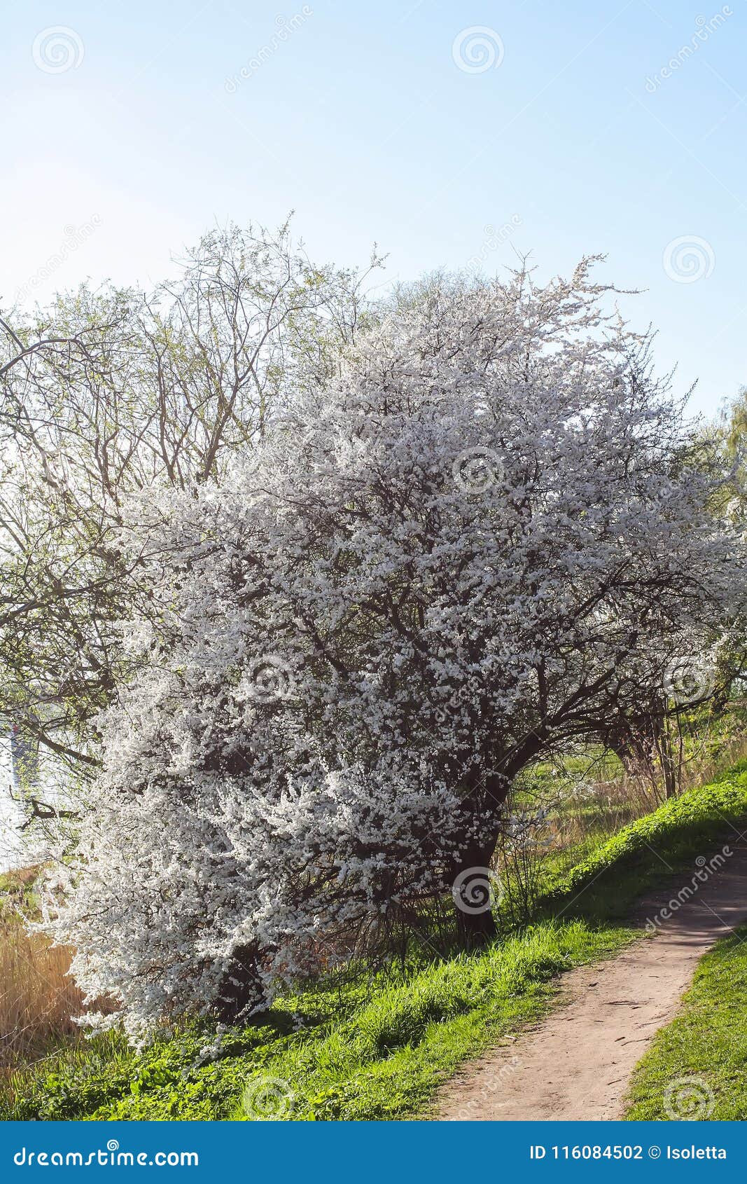 Spring Landscape with Blooming Apple Trees. Stock Photo - Image of ...