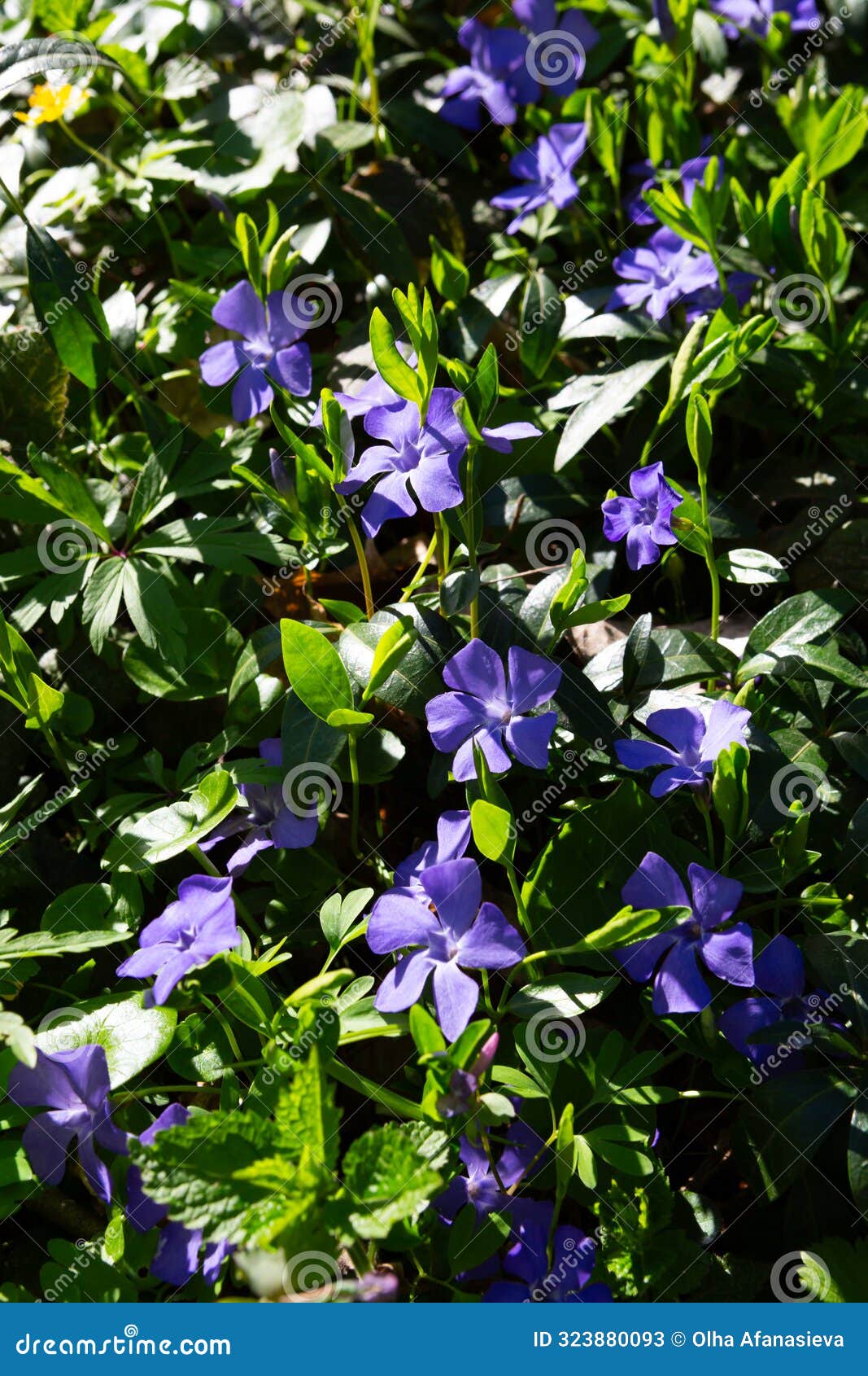 Spring Landscape with Blooming Blue Flowers Nature Background Stock ...