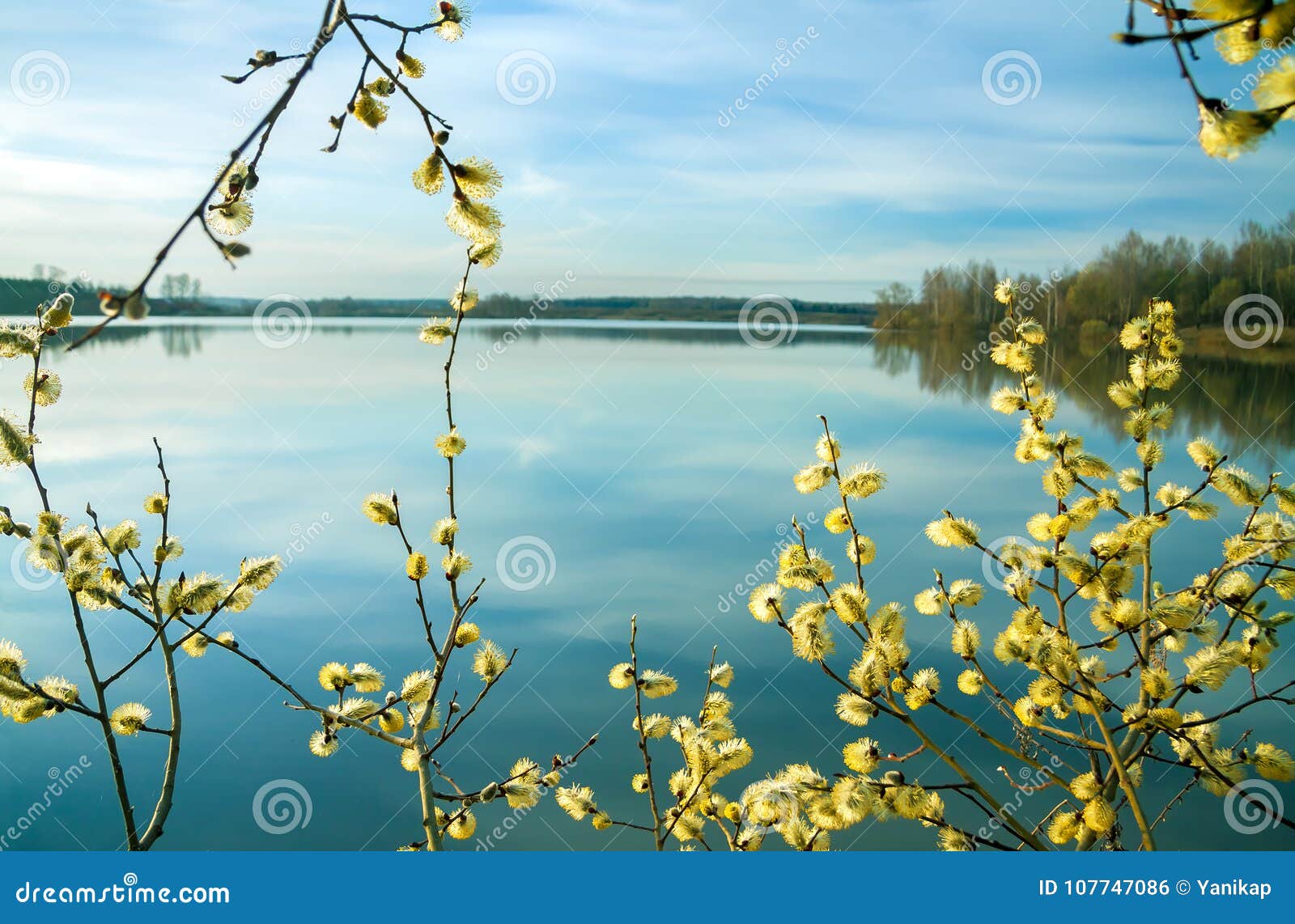 Spring Landscape with a Blooming Tree with on River Stock Photo - Image ...