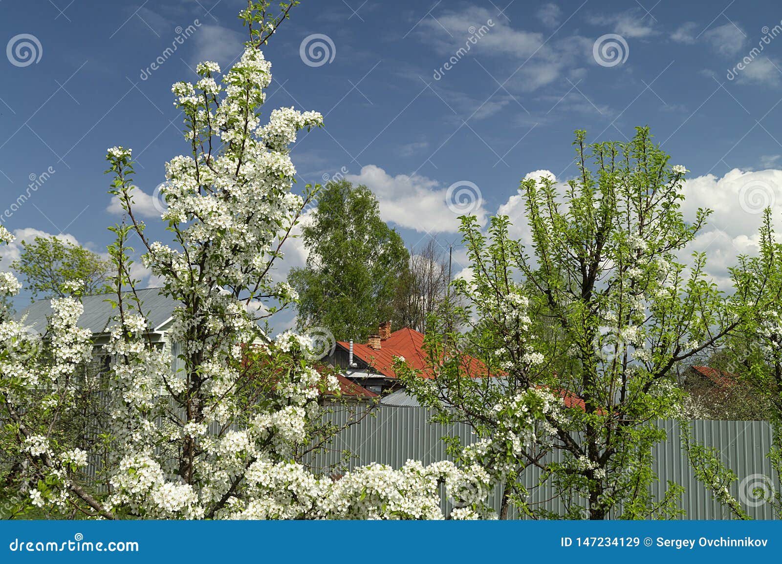 Spring Landscape with Blossom Tree in Rural Garden Stock Image - Image ...