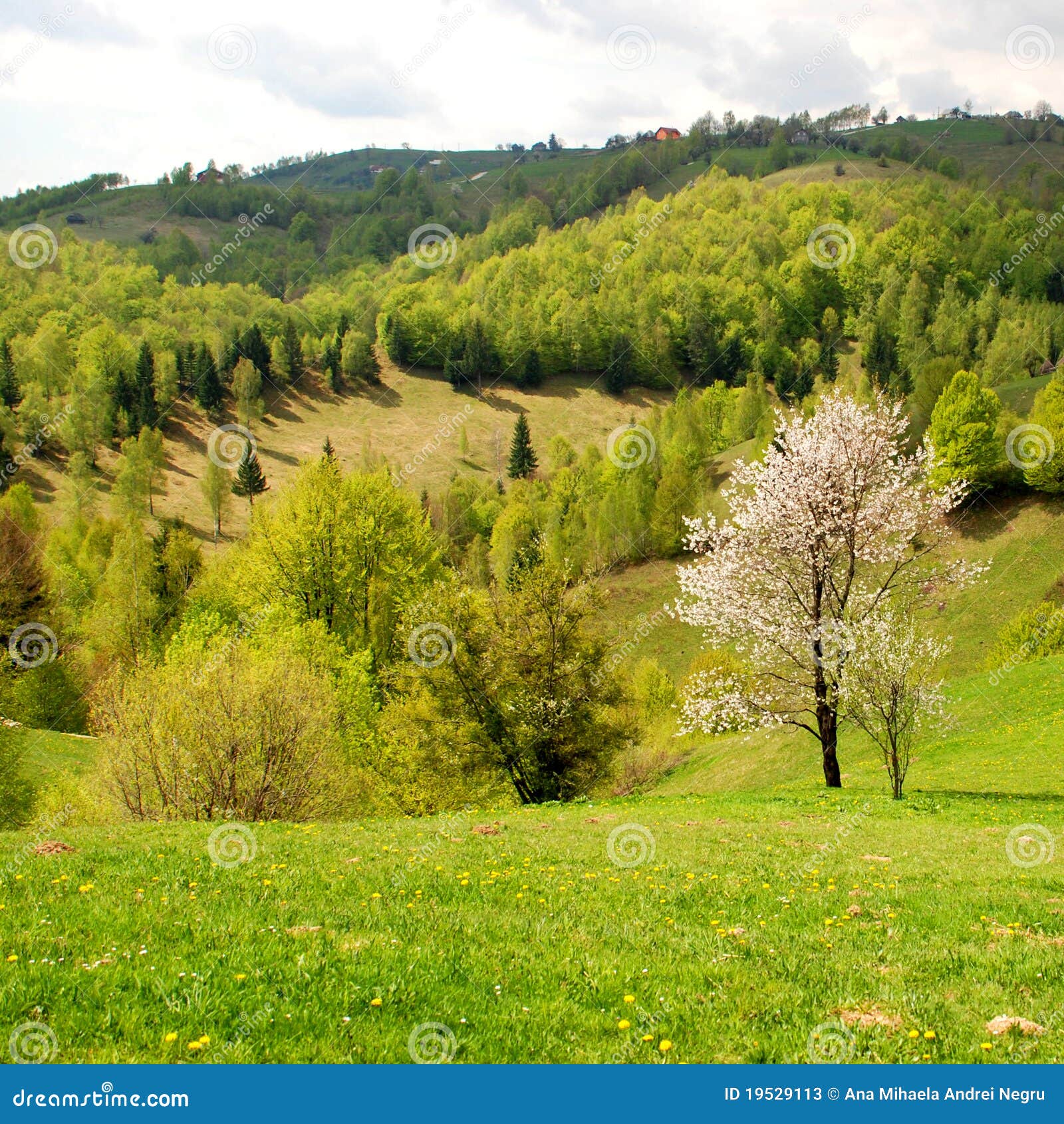 Spring Landscape with Blossomed Tree Stock Image - Image of colored ...