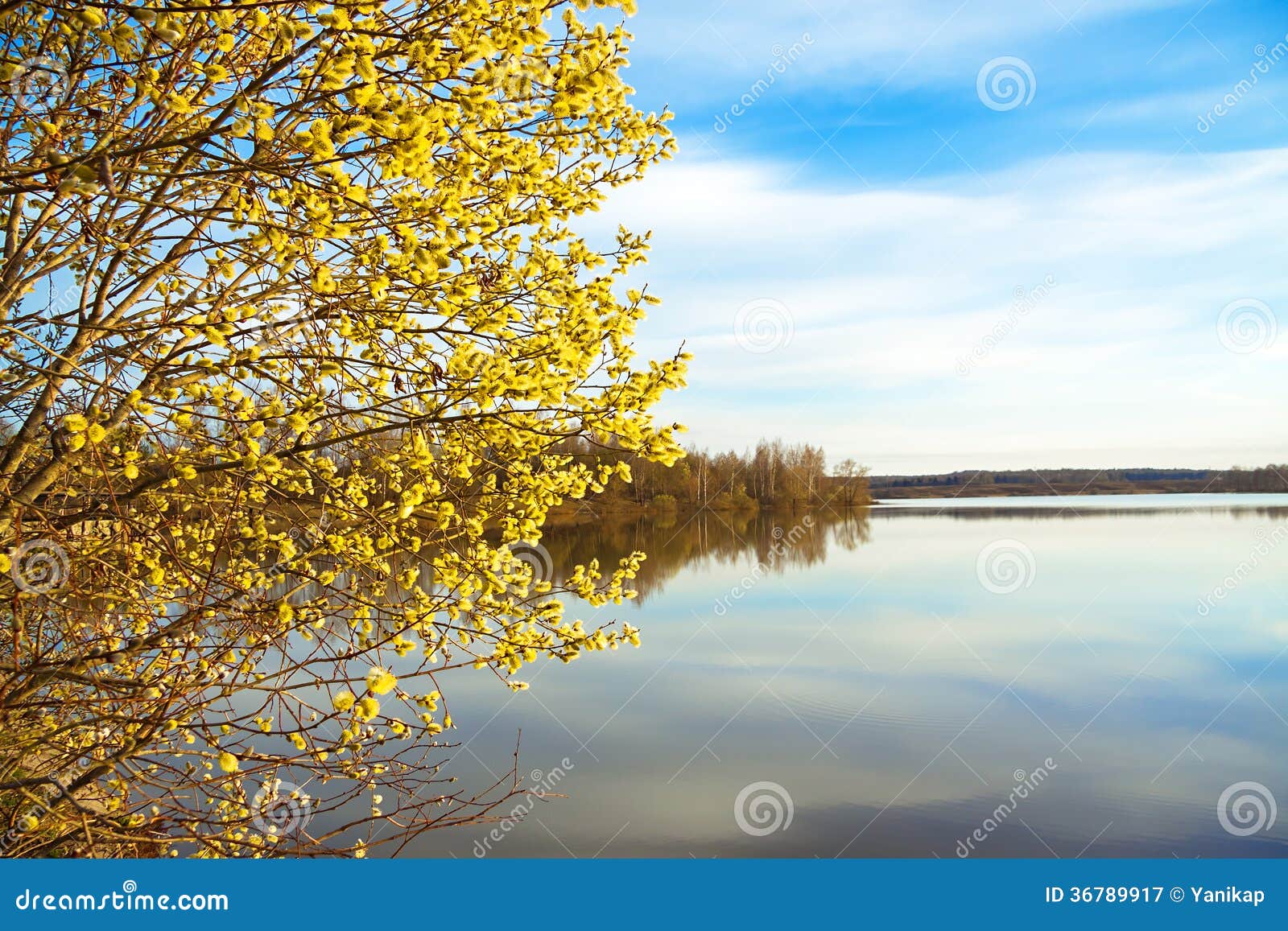 Spring Landscape with a Blossoming Tree and the River Stock Image ...
