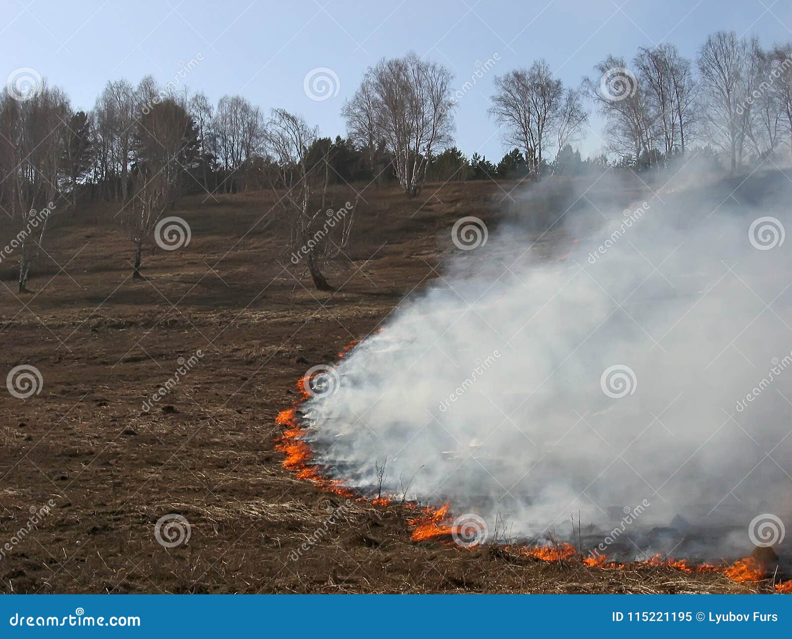 Spring Landscape Burning Grass in a Birch Forest. Blue Sky in the Smoke ...