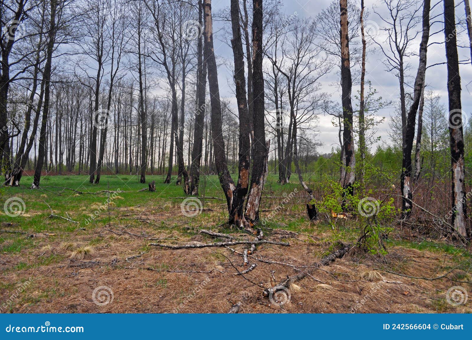 Spring Landscape of a Burnt Forest Recovering from a Fire Stock Photo ...