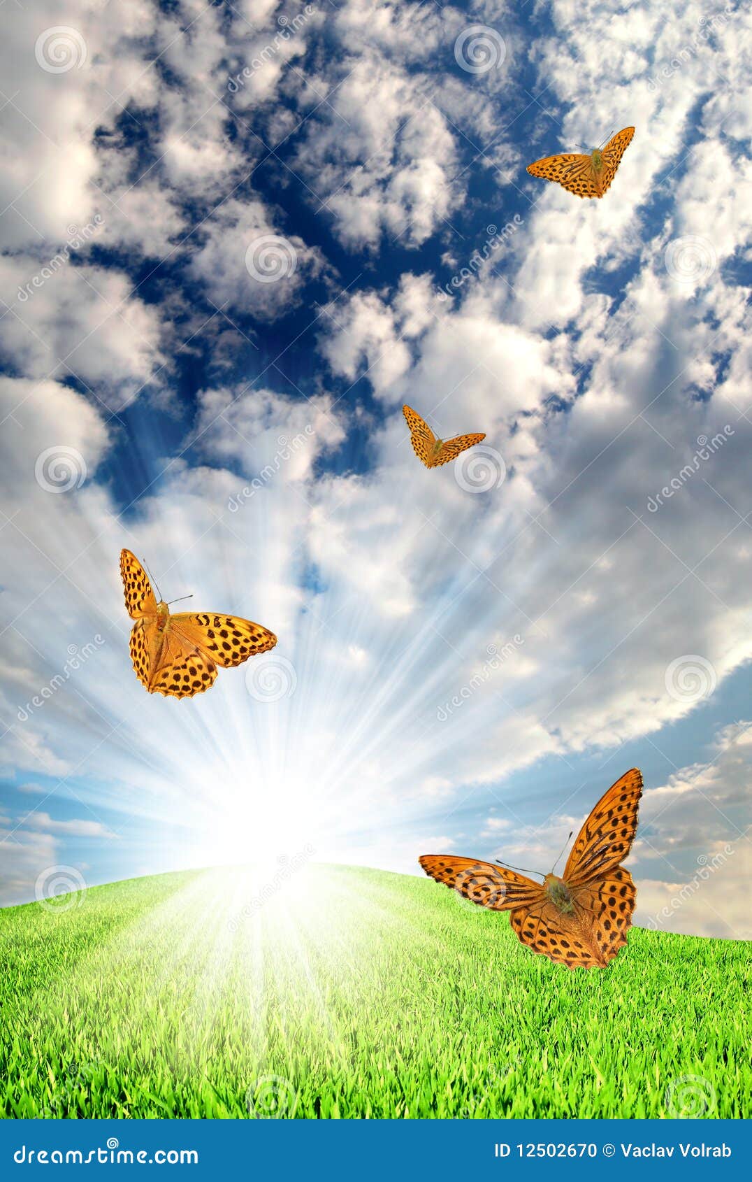 Spring Landscape with Butterfly Stock Photo - Image of country ...