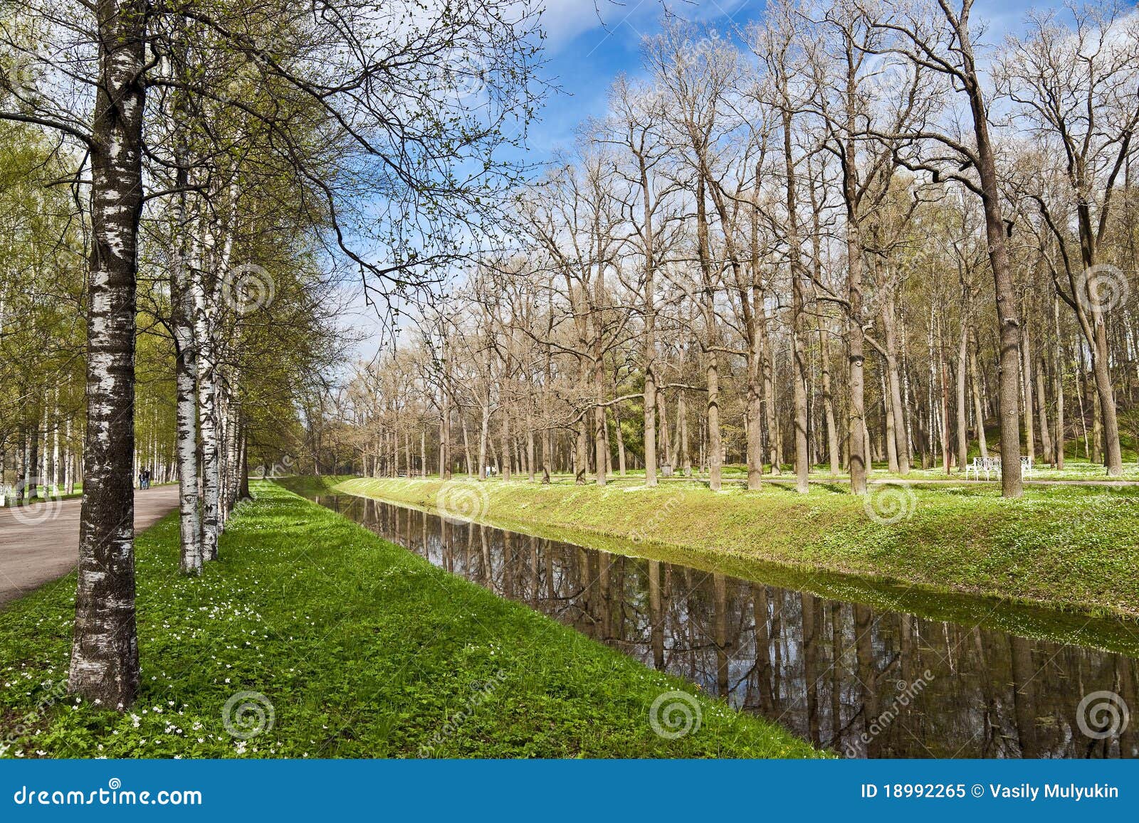Spring Landscape with the Canal and Birches Stock Image - Image of ...