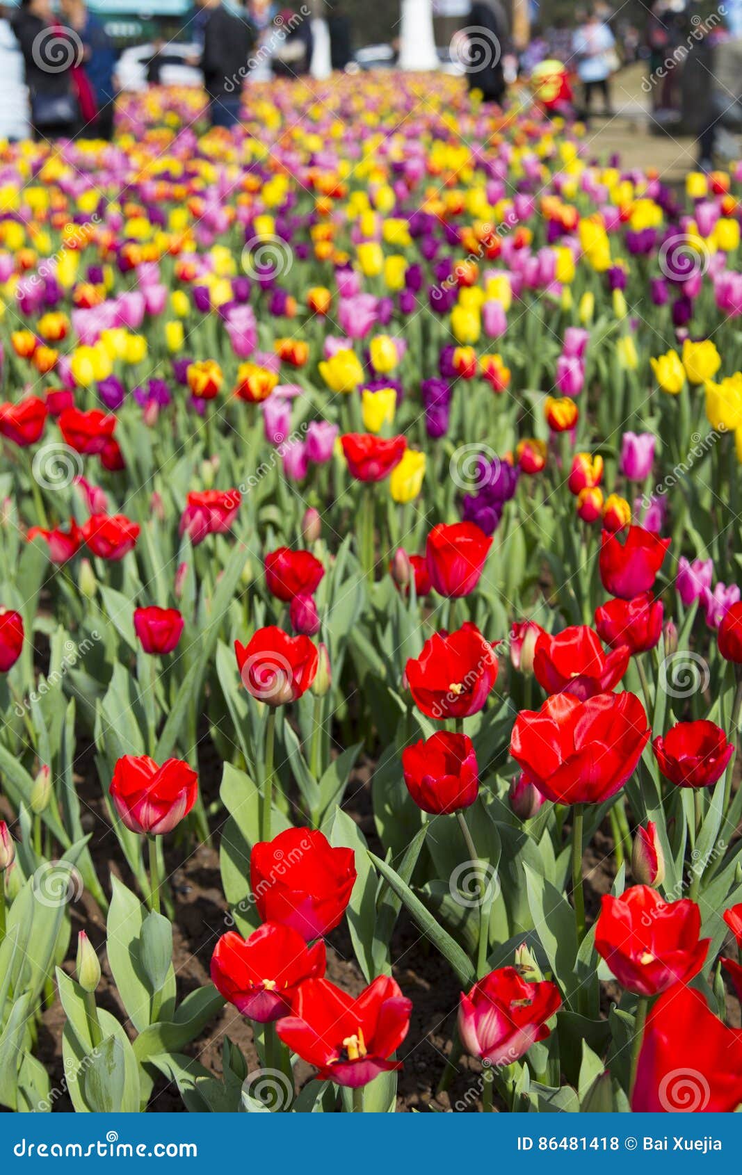 Spring Landscape in Chengdu,china Stock Photo - Image of nature ...
