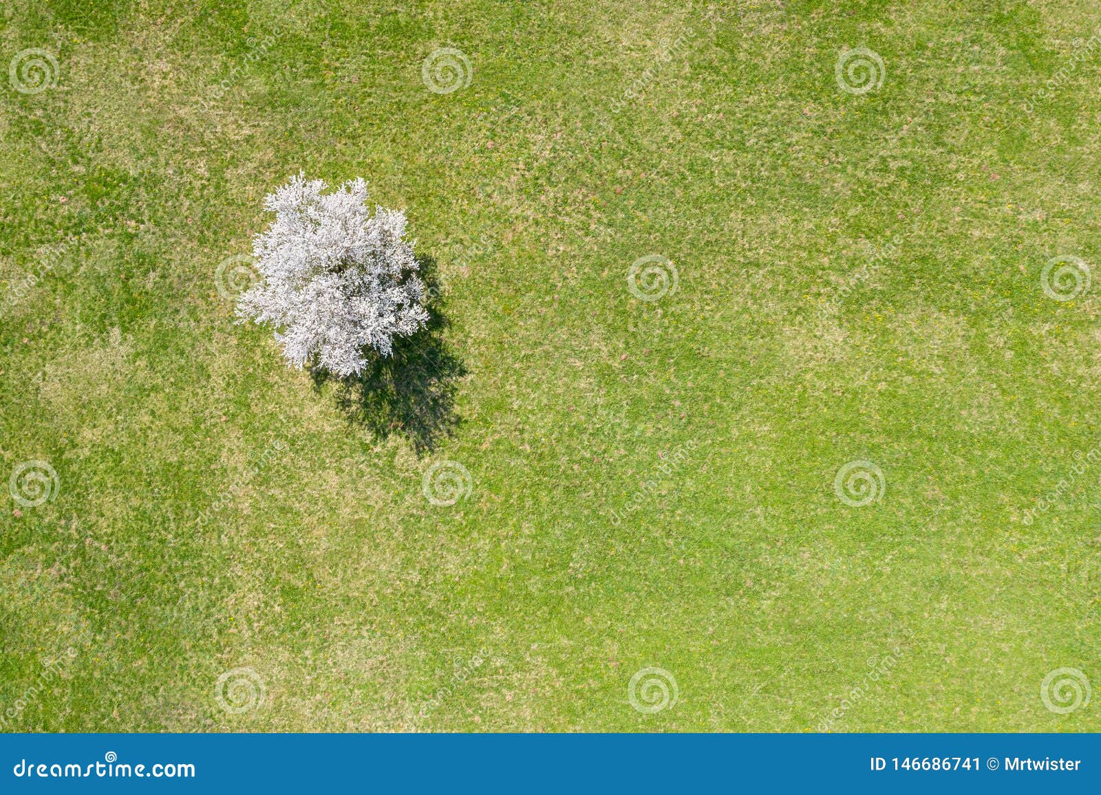 Spring Landscape with Cherry Tree in Blossom. Aerial View Stock Image ...