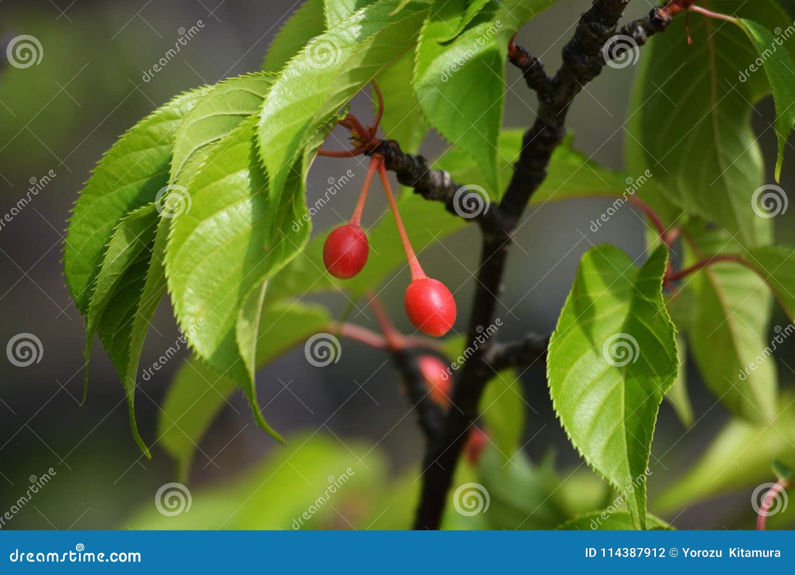 Cherry tree fruits stock photo. Image of branch, green - 114387912
