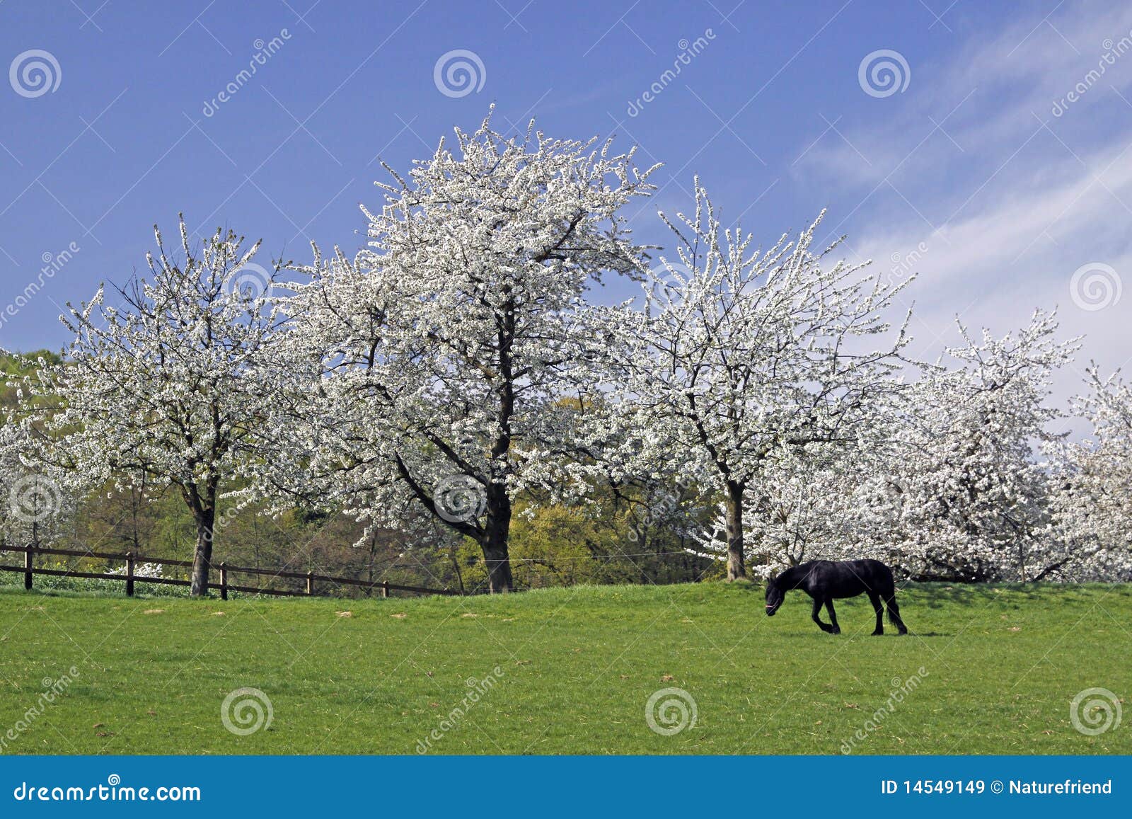 Spring Landscape with Cherry Trees and Horse Stock Image - Image of ...