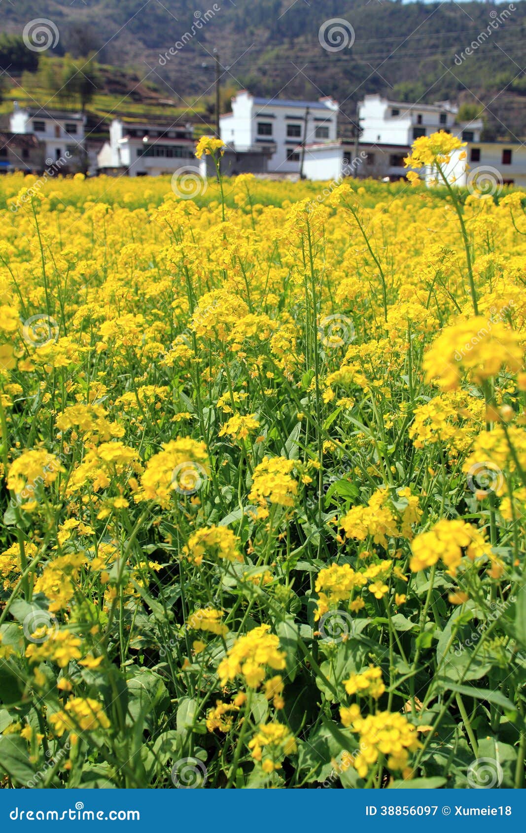 Spring landscape China stock image. Image of oilseed - 38856097