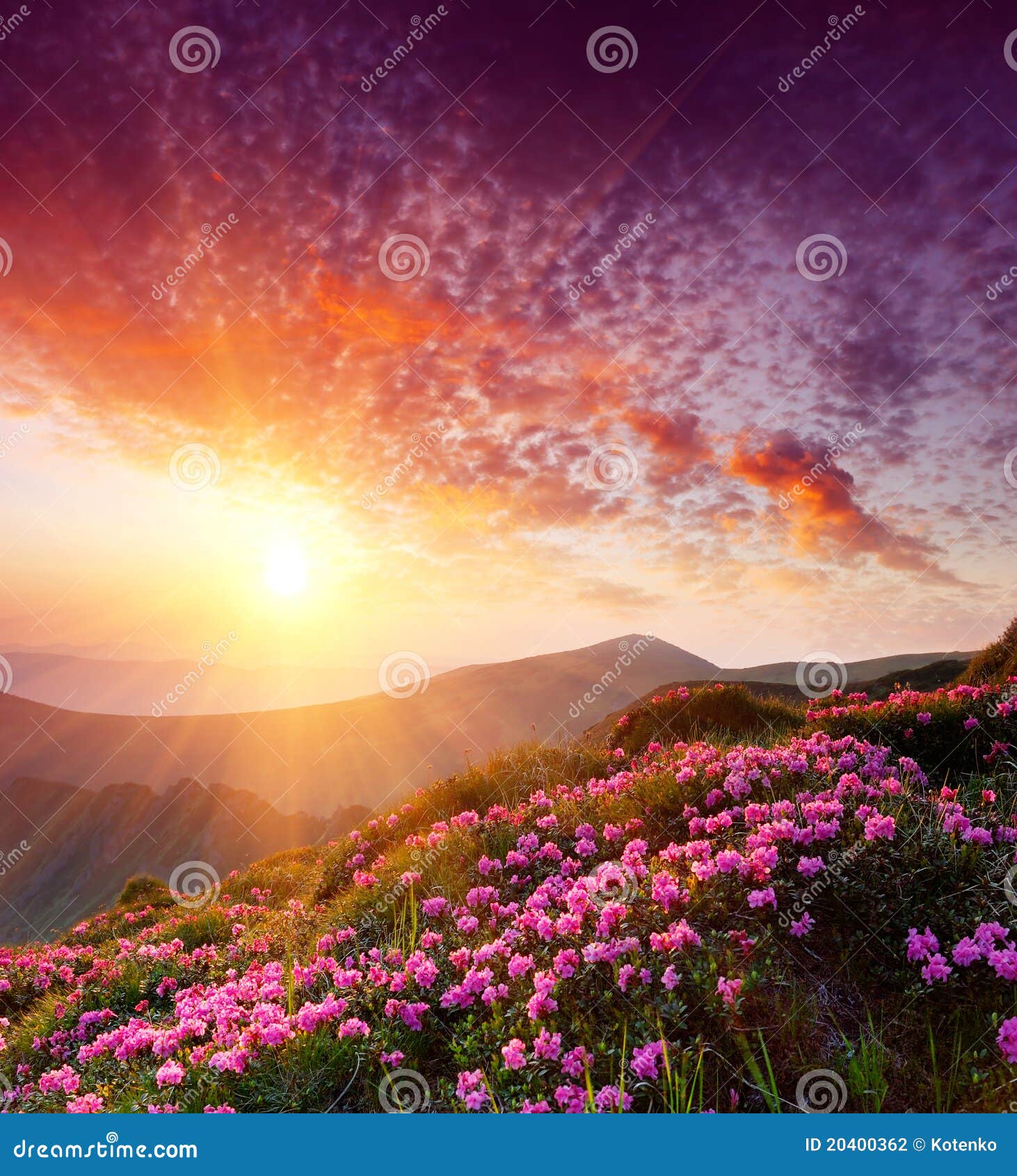 Spring Landscape with the Cloudy Sky and Flower Stock Photo - Image of ...