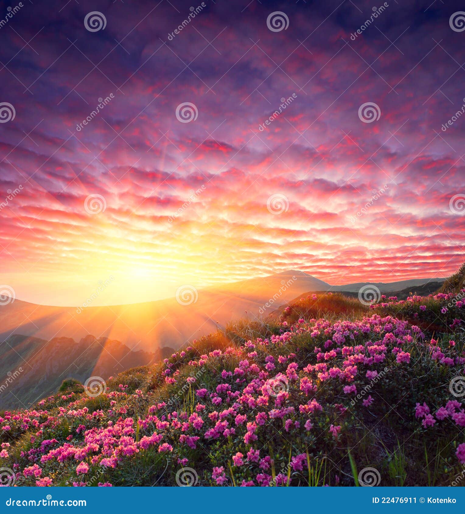 Spring Landscape with the Cloudy Sky and Flower Stock Image - Image of ...